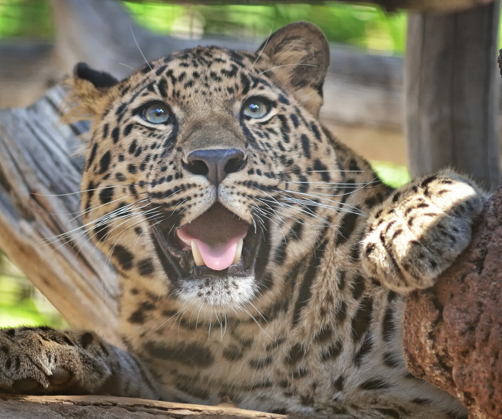 Life with Dylan: Endangered Species Monday - Amur Leopard