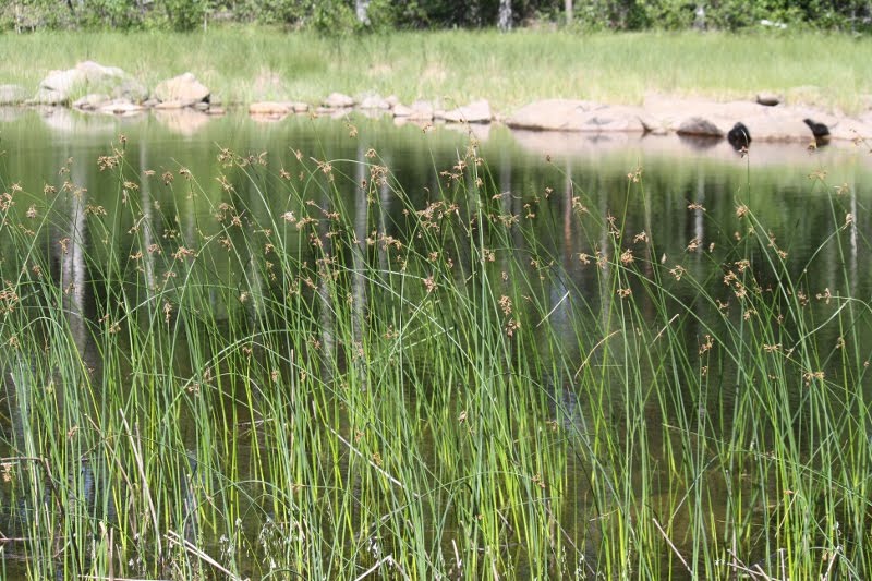 Kielten ihmeellinen maailma: Ruoko ja kaisla sekaisin