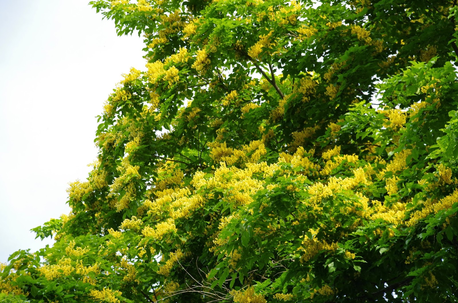 Trees and Plants: Angsana