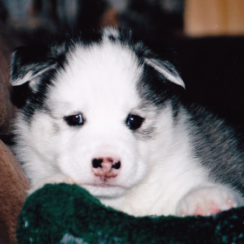Siberian Spirit, siberische husky kennel