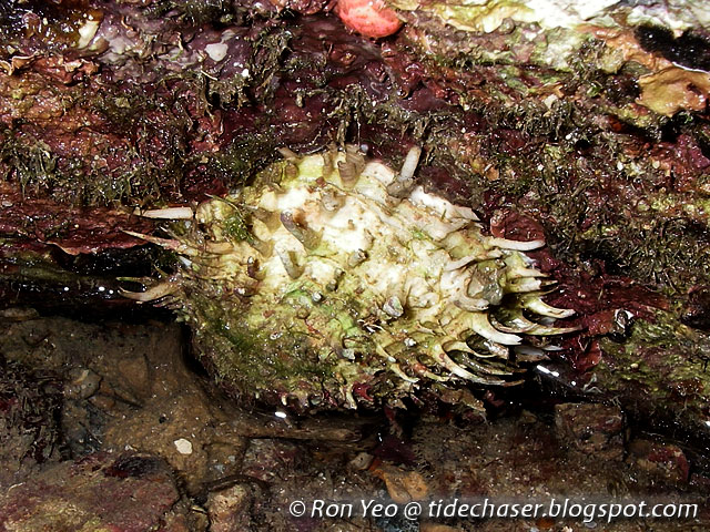 tHE tiDE cHAsER: Pteriomorph Bivalves (Phylum Mollusca: Subclass ...