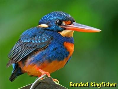 Kicau Burung: Raja Udang atau Cekakak (Kingfisher)