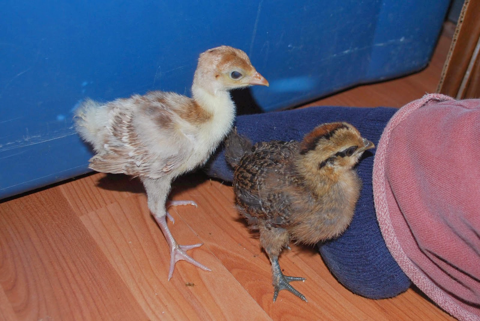 HighTail Farms: The loneliest poult