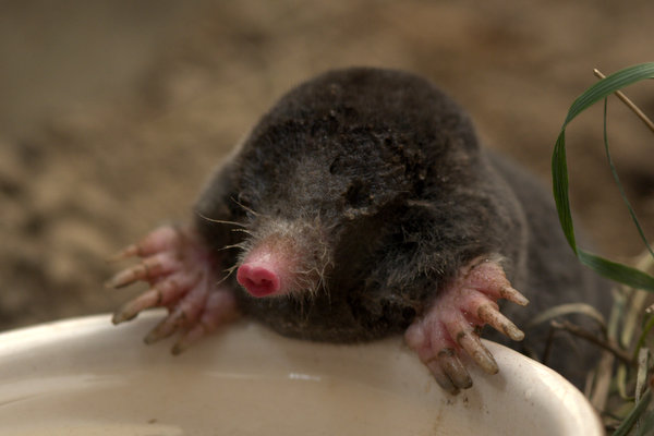 British Wildlife Centre ~ Keeper's Blog: New Mole