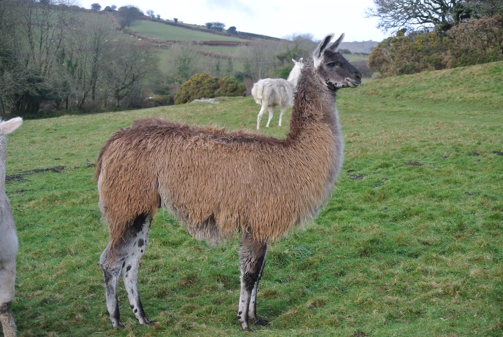 Llama karma and Alpaca Chatter: A really scary Alpaca