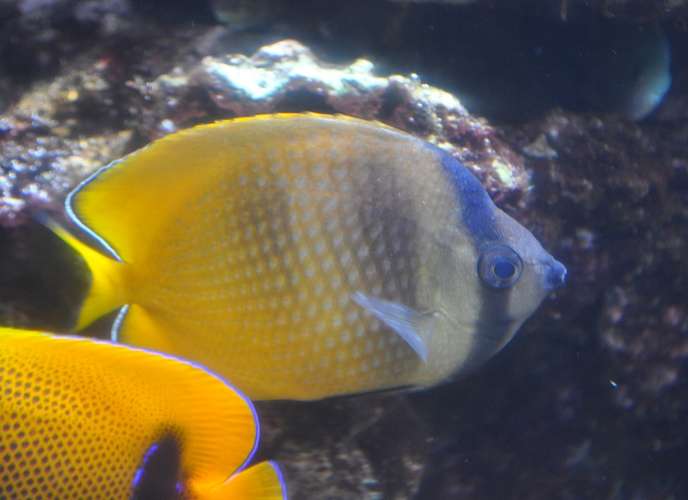 ZOOTOGRAFIANDO (6.100 ANIMALS): PEZ MARIPOSA DE KLEIN / SUNBURST ...