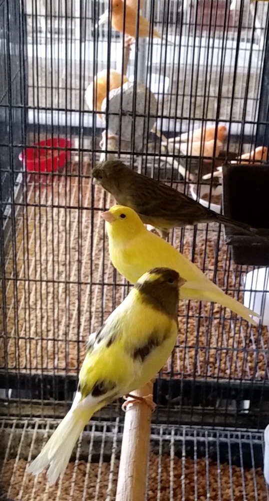 Canary One Aviary: PHOTOS