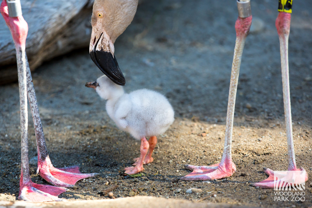 Abandoned as an egg, this flamingo chick gets a second chance