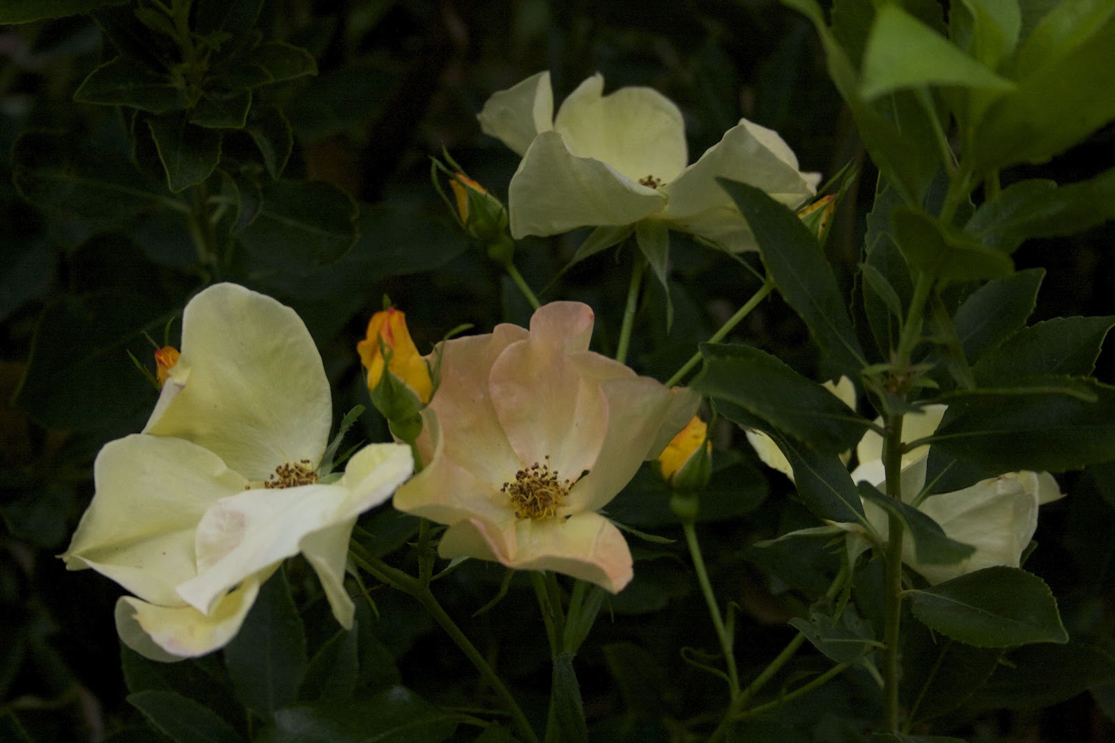 The Gardens of Petersonville: Flutterby