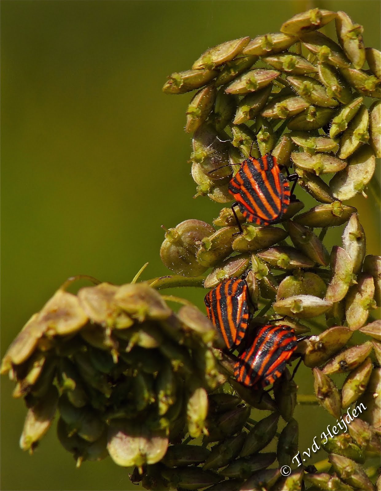 Theo’s Natuur Momenten: DE INSECTEN VAN HET KEMPEN~BROEK