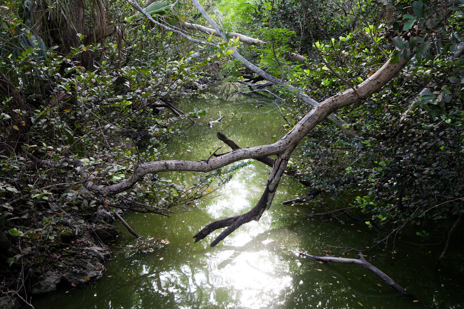 Wet and Wild Swamp Walks in Big Cypress National Preserve - Explore the ...