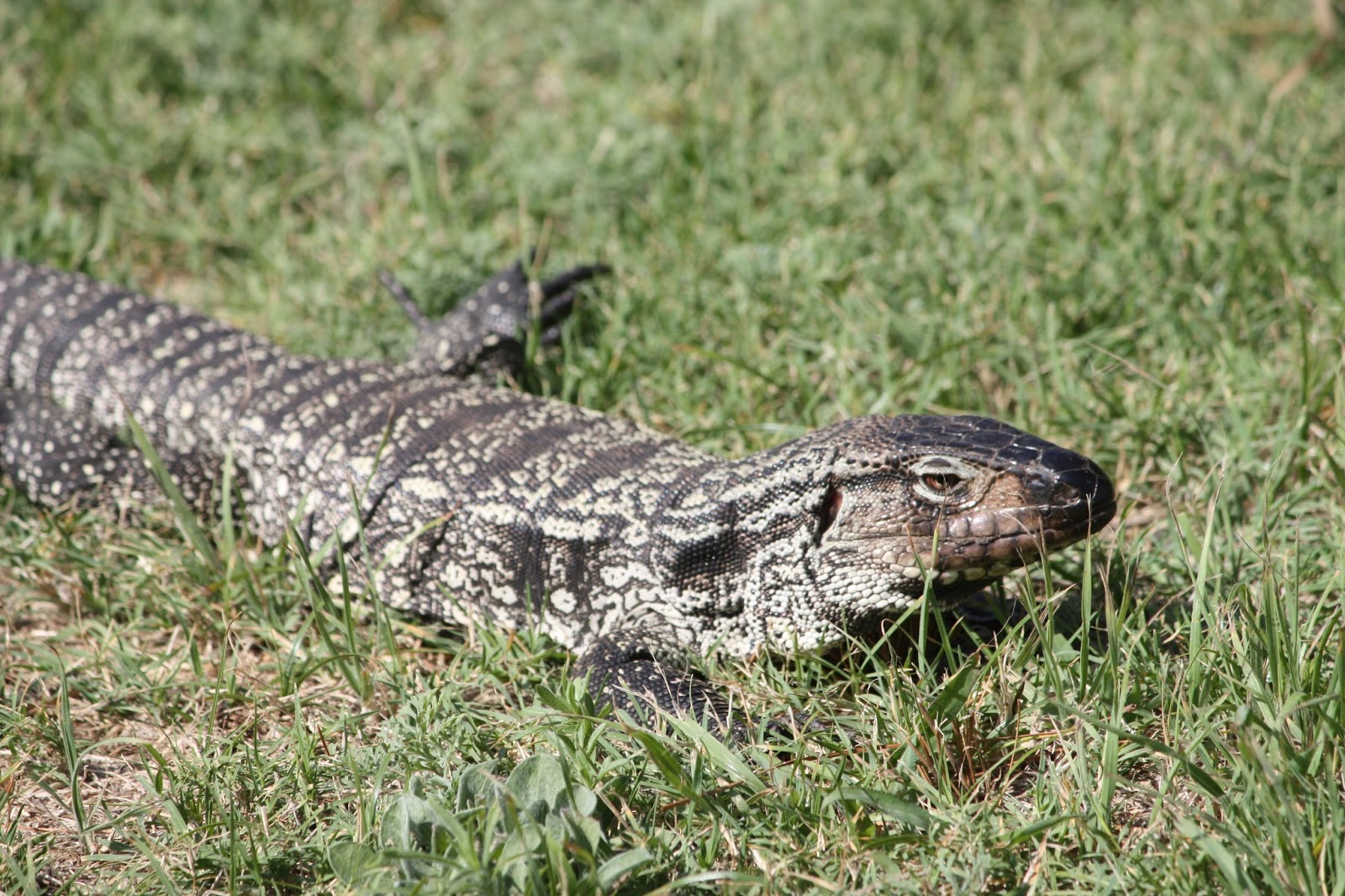 UNA FOTO - UNA HISTORIA: LAGARTO OVERO