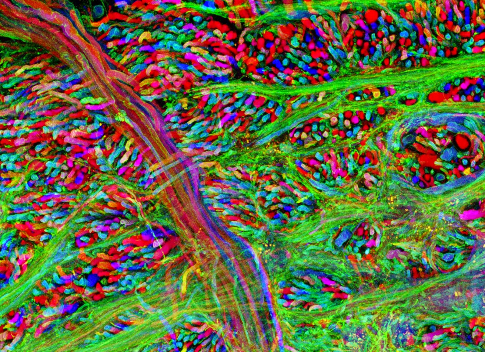 Brainbow : Un arc-en-ciel dans les neurones ! ~ Sweet Random Science