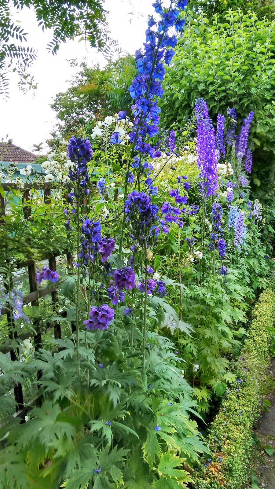Joanne's Cottage Garden: DELPHINIUMS - DREAMING SPIRES