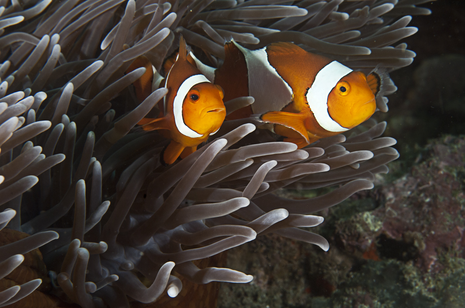 Bali Blog Weekly - Ubud - Bali - Indonesia: Sea Creatures of Bali