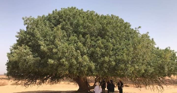 Kisah Pohon Sahabi Sahabat Yang Menaungi Nabi Muhammad SAW - PENA SANTRI