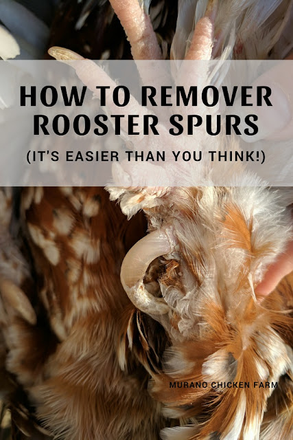 How to remove rooster spurs (the easy way) - Murano Chicken Farm