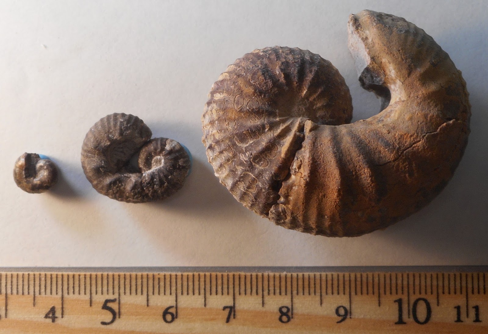 Ammonoidea: Adult size in Scaphites