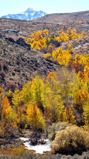 The Fly Syndicate: The Ruby Marshes - An Eastern Nevada Gem