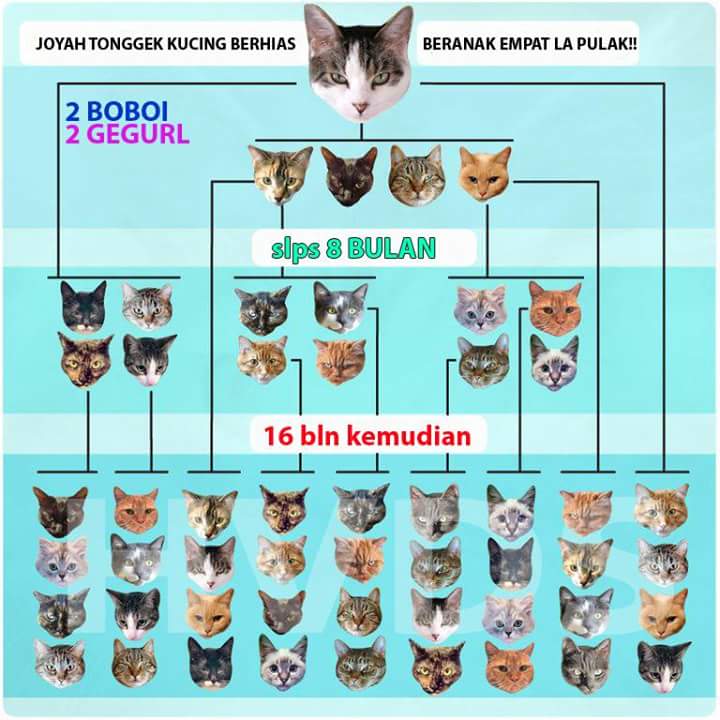 ♥Corat Coret Nusha ♥: Antara kenapa perlu mandulkan kucing
