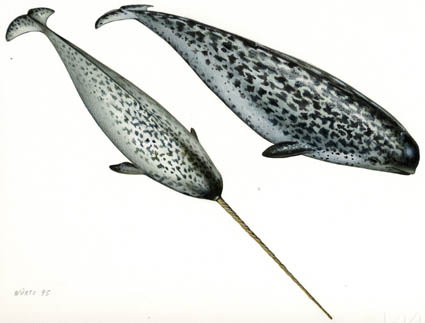 Akua World: El Narval