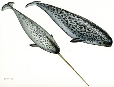 Akua World: El Narval