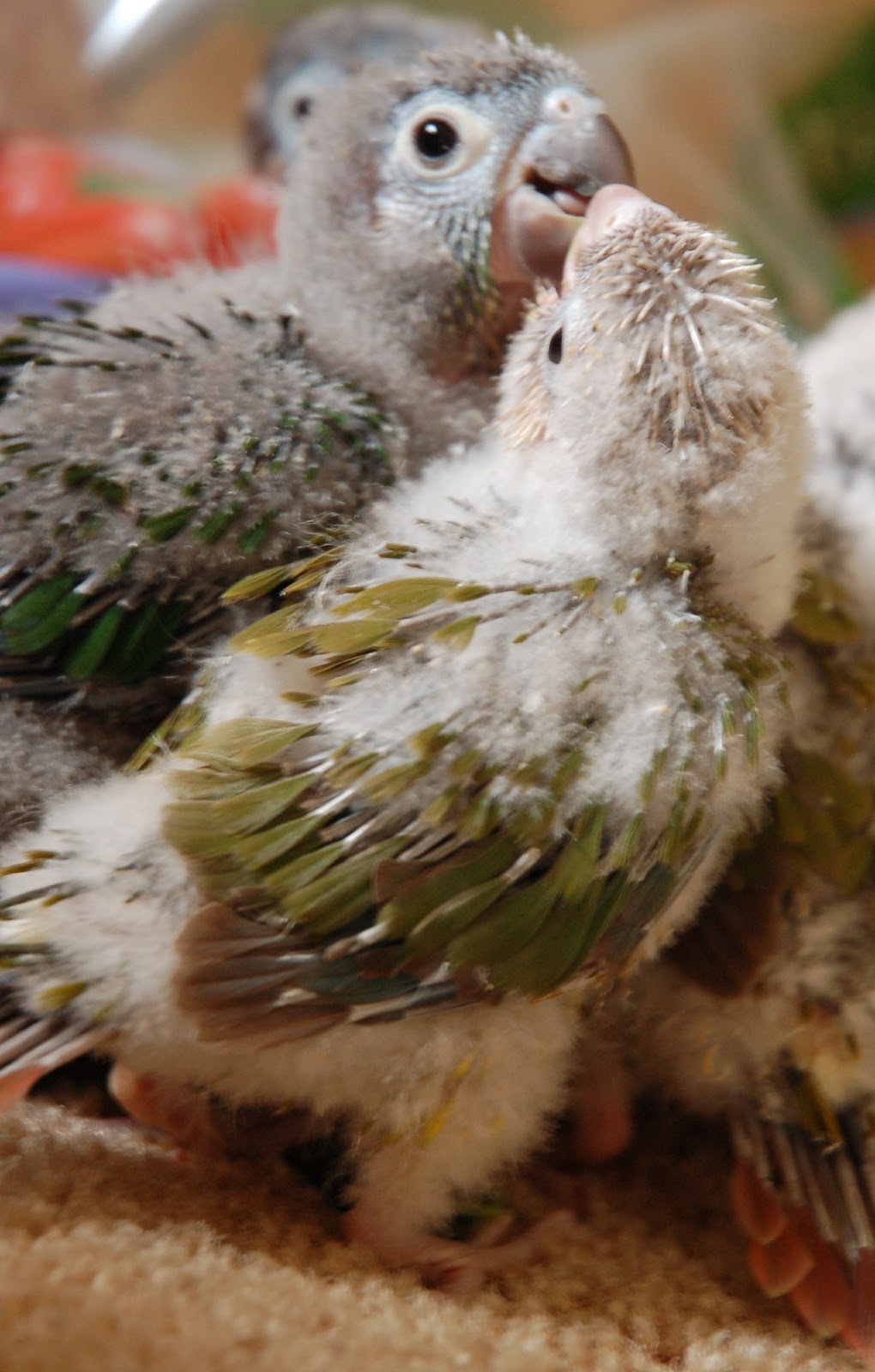 Quaker and Conure Buddies of Illinois: Conure Baby Photo Diary