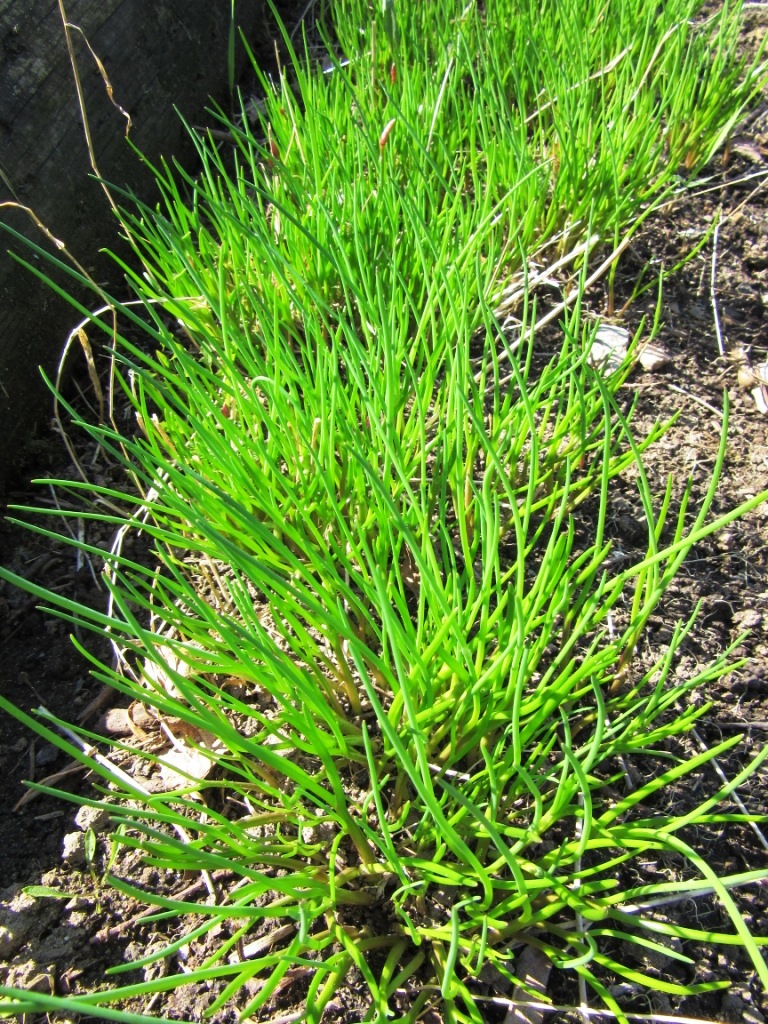 PAPPILAN ELÄMÄÄ: Ruohosipuli