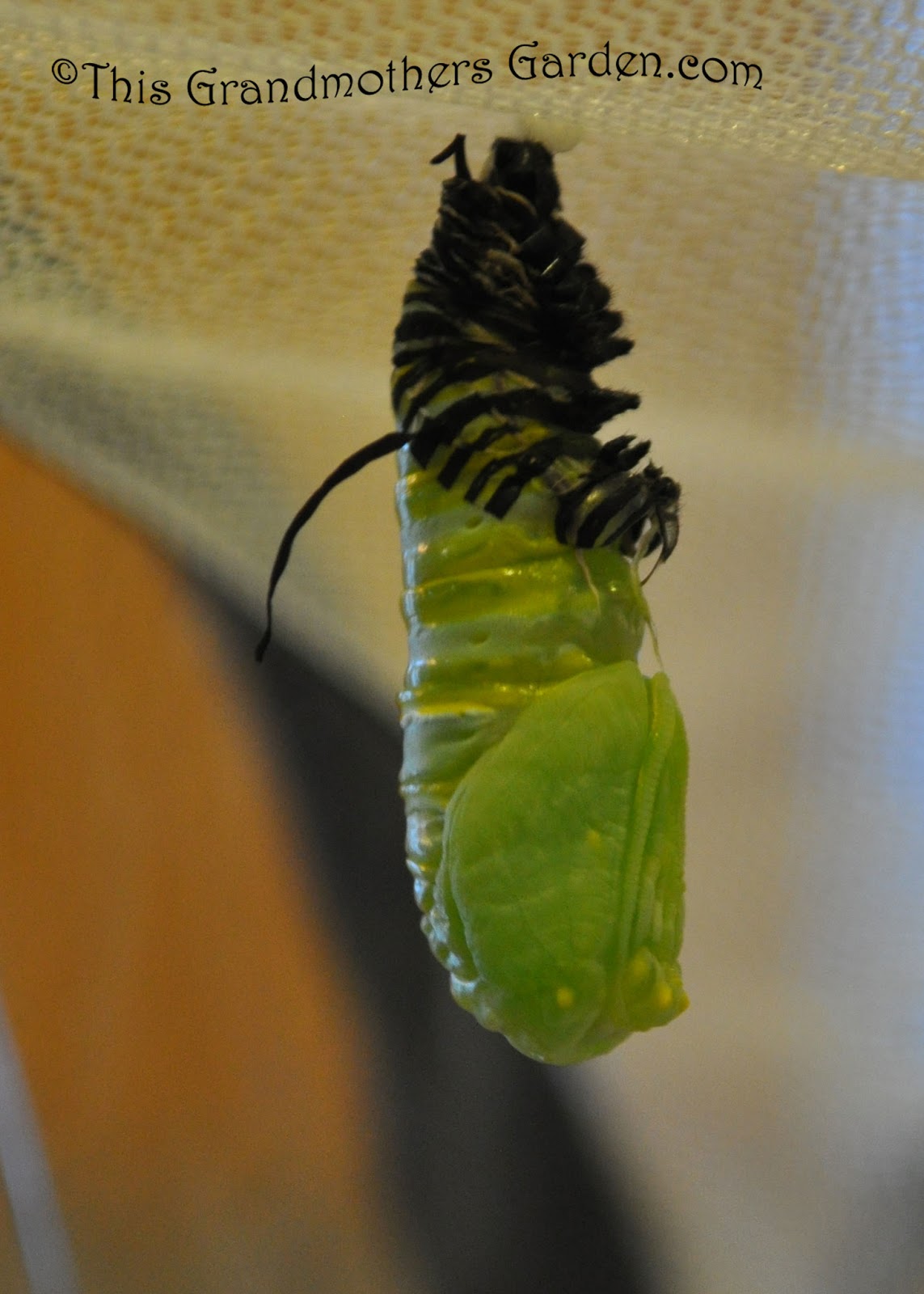 This Grandmother's Garden: Butterfly Dreams Part Three... Chrysalis!