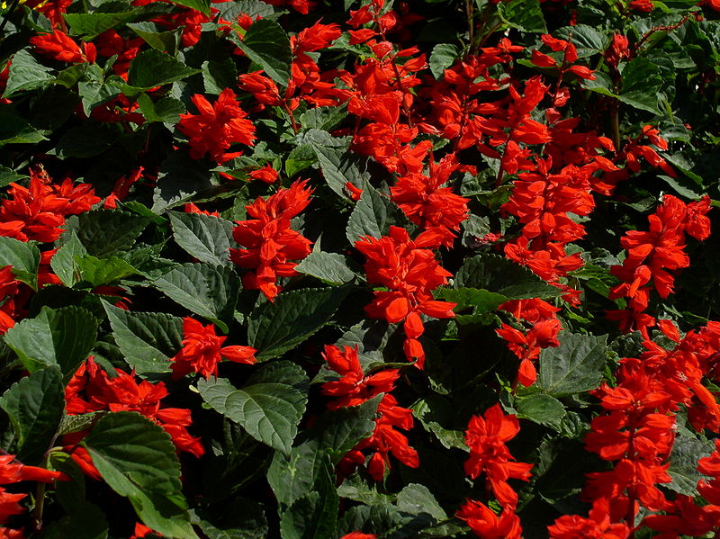 Salvia | VEGETAÇÃO URBANA PAISAGISMO