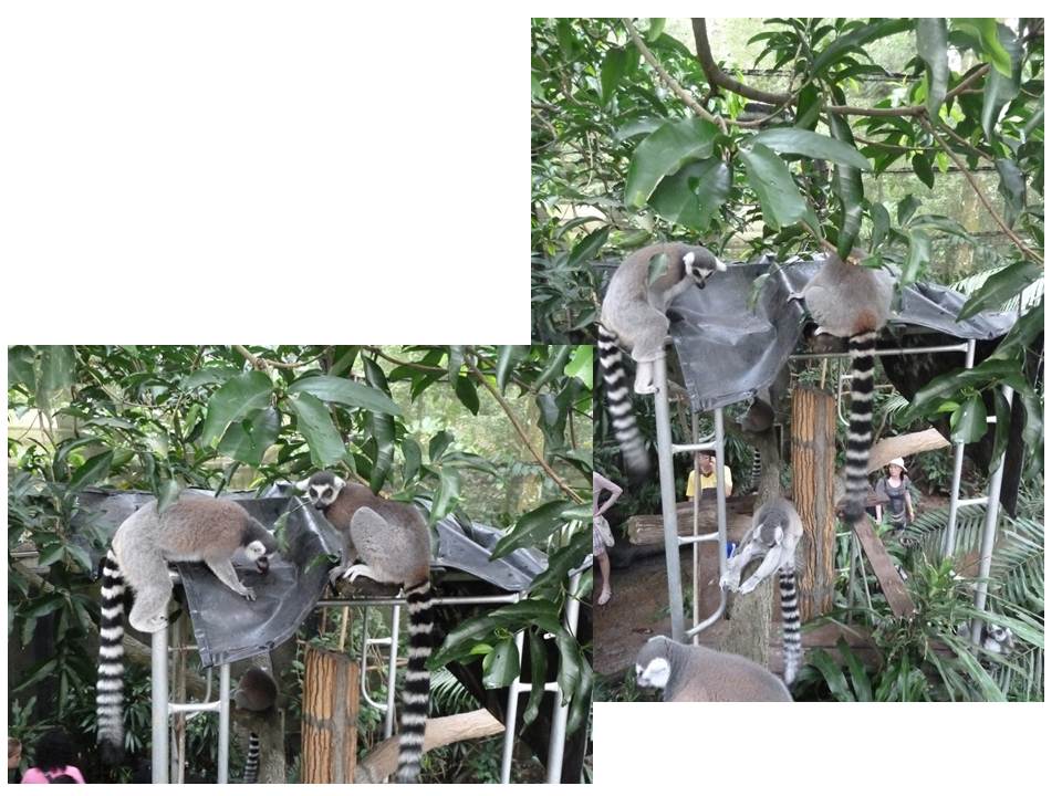 Ryan's Precious Moments: Singapore Zoo - Fragile Forest