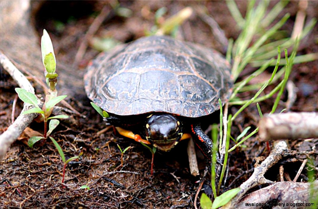 Turtle Reptile | Wallpapers Gallery