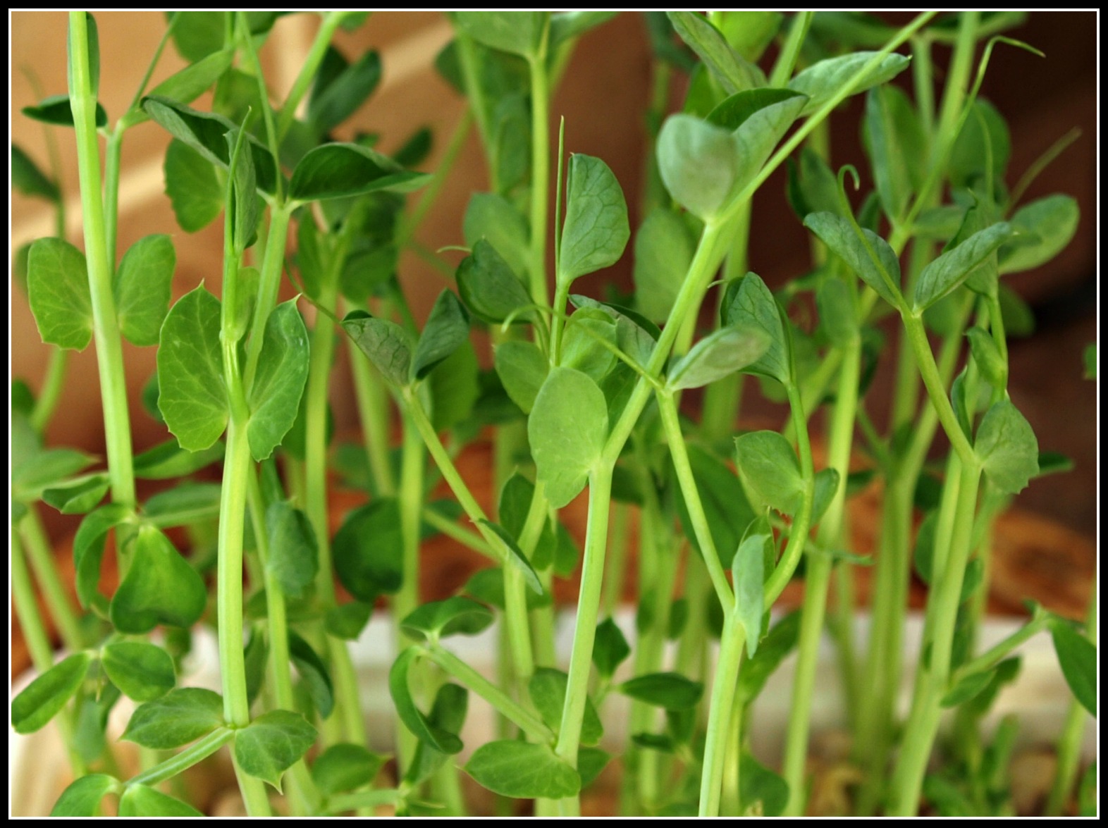 Mark's Veg Plot: Peashoot update