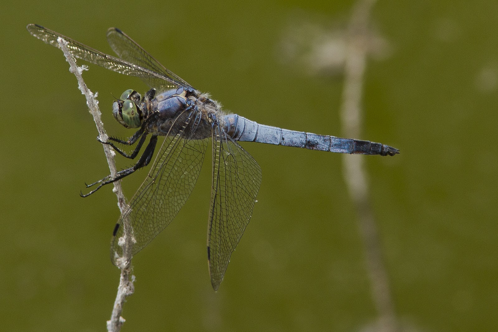 A través del objetivo: LIBÉLULAS¡¡¡