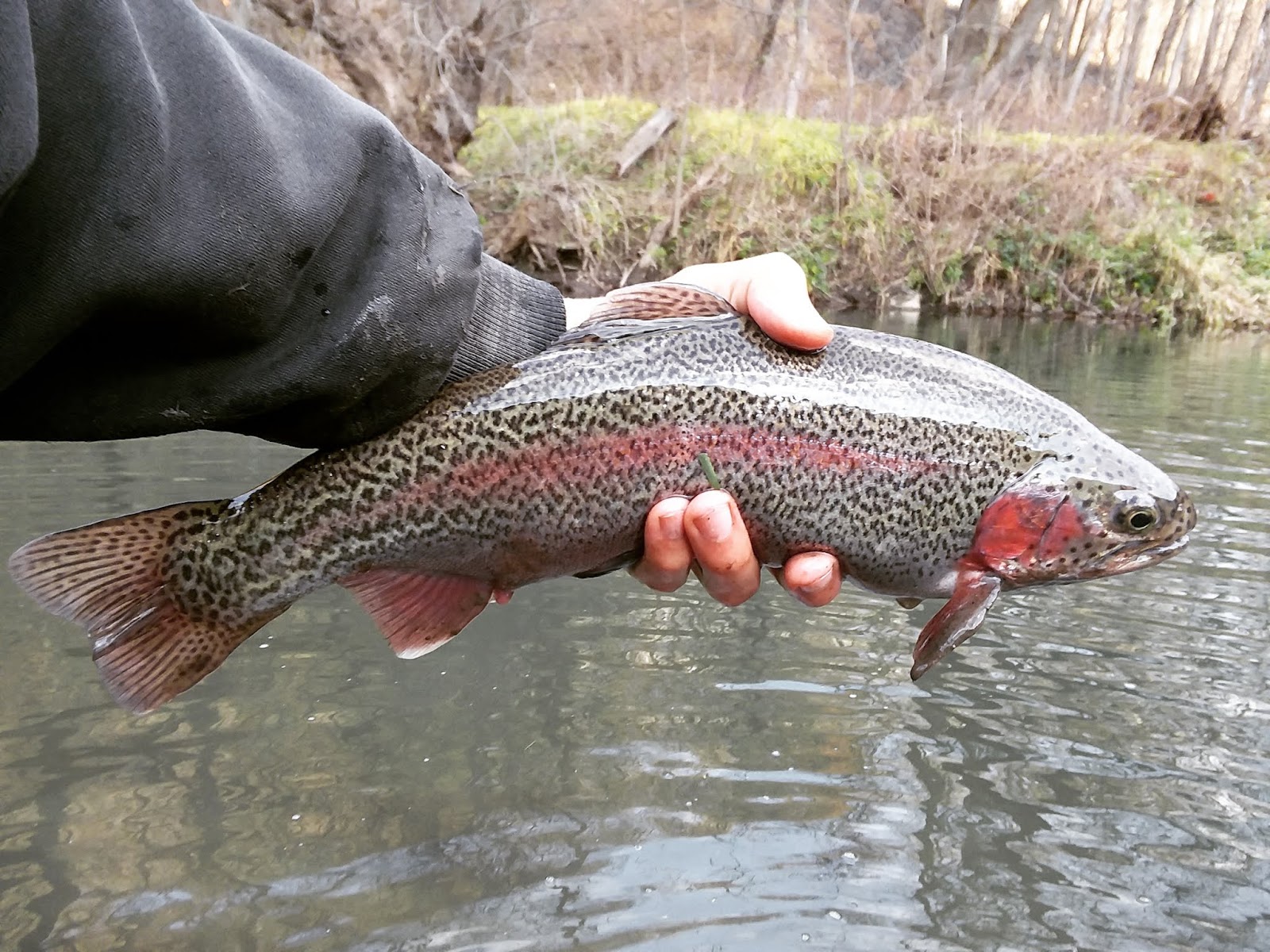 Minnesota Driftless Fly Fishing: Trip Report: State Park Fishin'