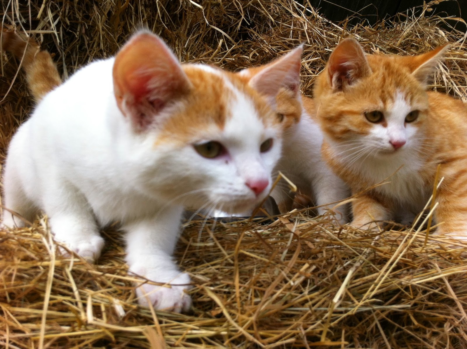 Une portée de 3 chatons roux (adoptés)