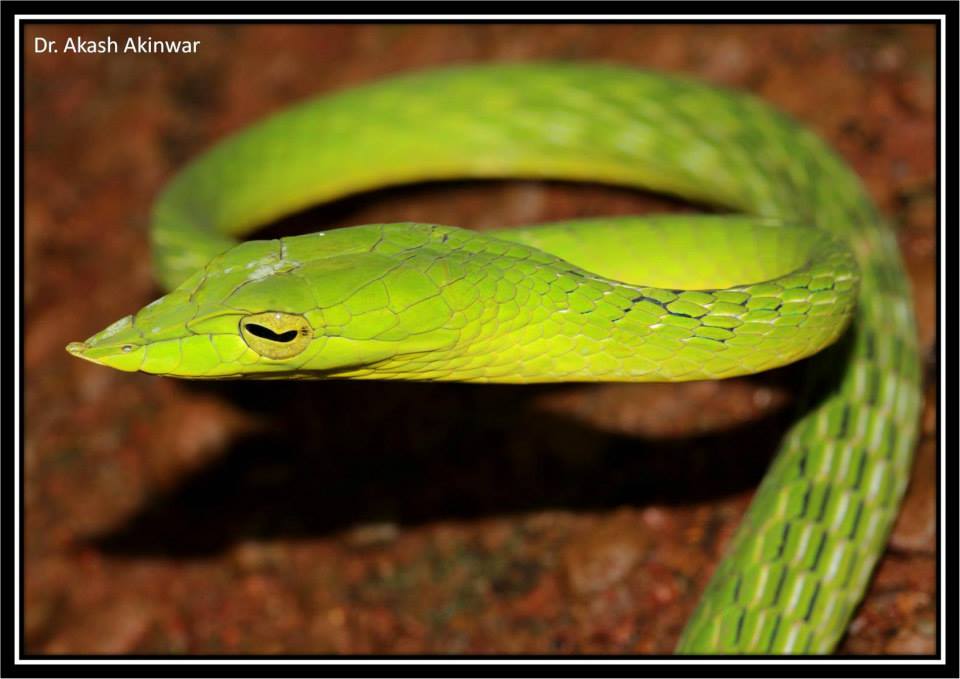 Dr. Akash Akinwar: Amboli Ghat, Biodiversity Hotspot! Amboli - Paradise ...