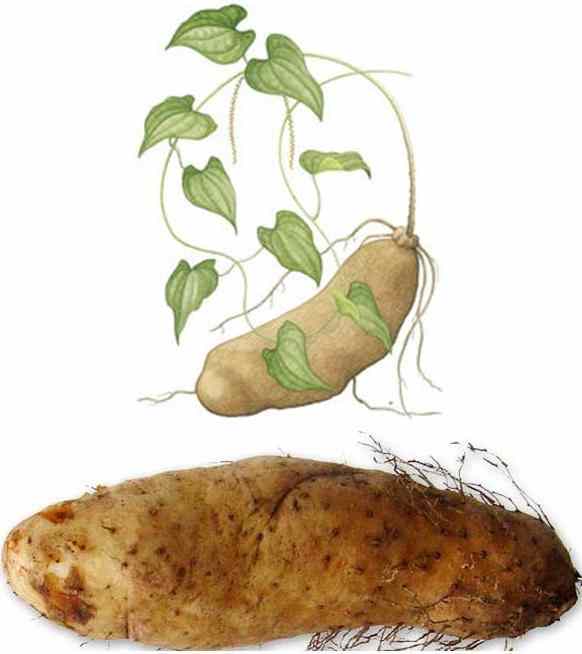 Cooking in Cochin: Dioscorea esculenta
