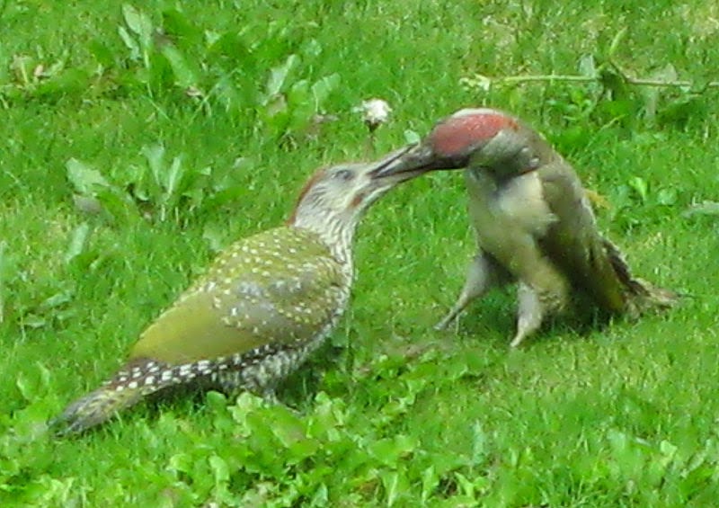 EL PICOT VERD DELS PIRINEUS – La Tribuna