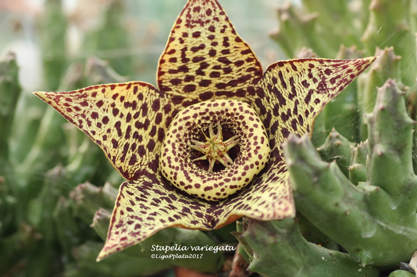 Potted Jewels : Stapelia variegata