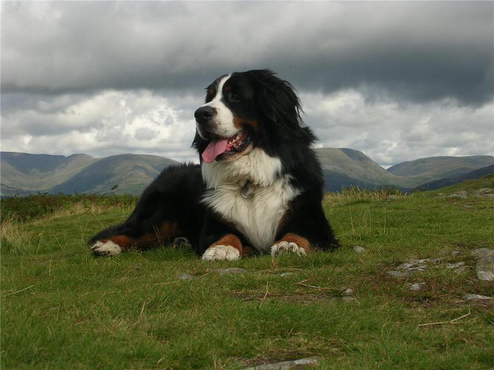 Boyeros Montañes de Berna Lima Perú (Criadero Misti)
