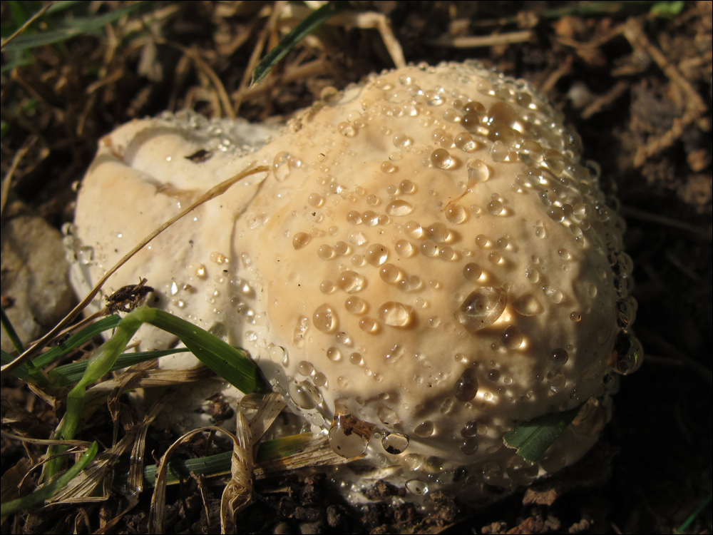 The Adventures of C. M. Kosemen: Strange Fungi (Hydnellum sp?)
