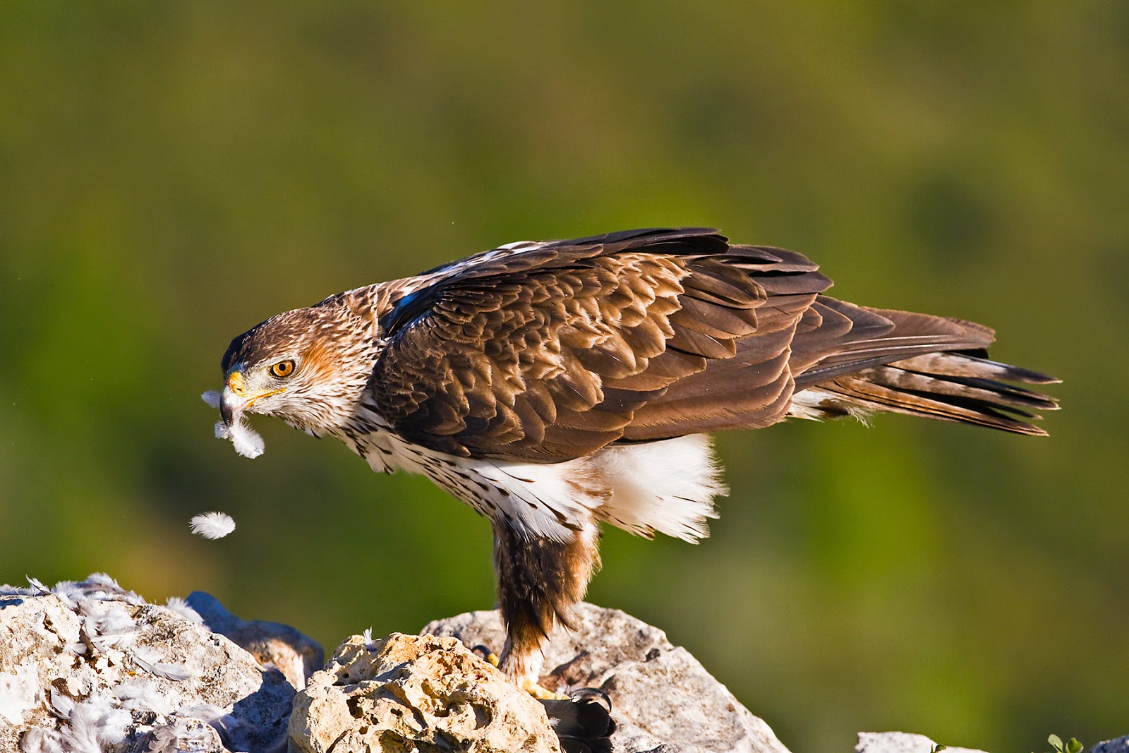 PETER'S PORTFOLIO..............Bird & Wildlife Photography: Bonelli's Eagle
