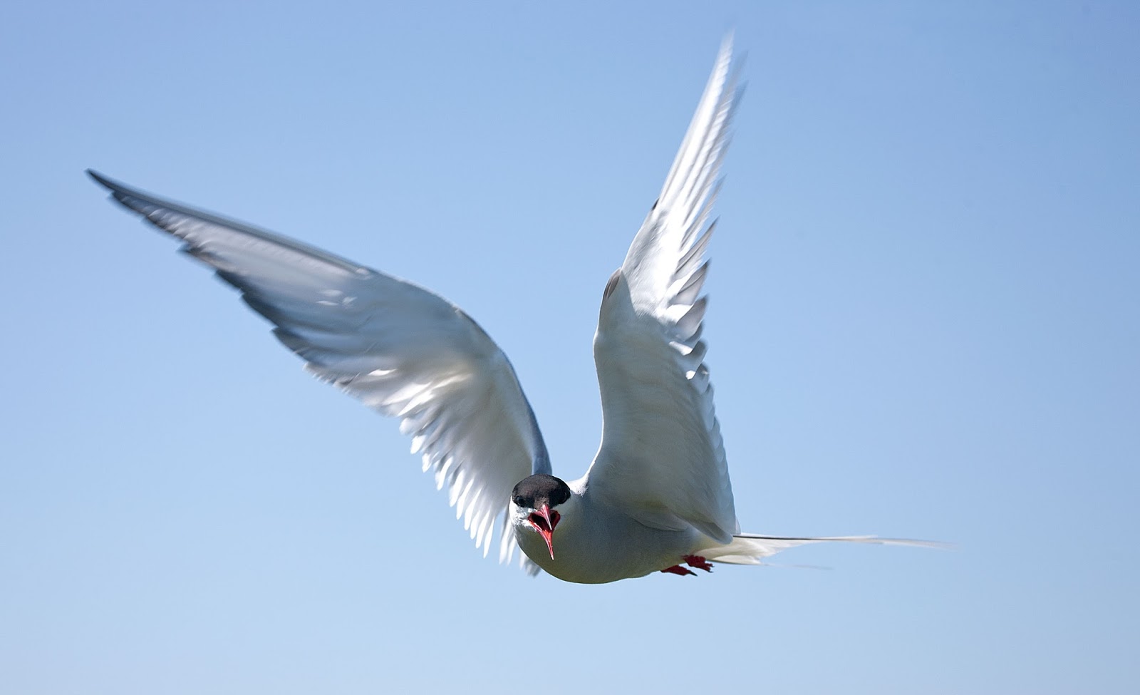 Cock of the Rock: Arctic Tern Study