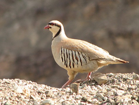 CHAKOR - THE NATIONAL BIRD OF PAKISTAN