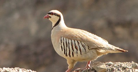 NATIONAL BIRDS OF THE SAARC COUNTRIES (PAKISTAN, INDIA, NEPAL, BHUTAN ...