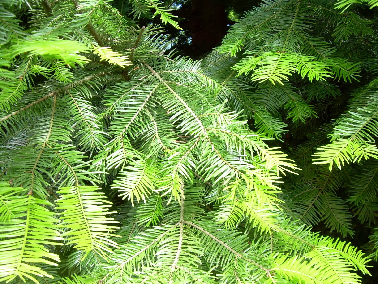 Taxonomia Plantae no Magnoliopsida: Phylum Tracheophyta Clase Pinopsida ...