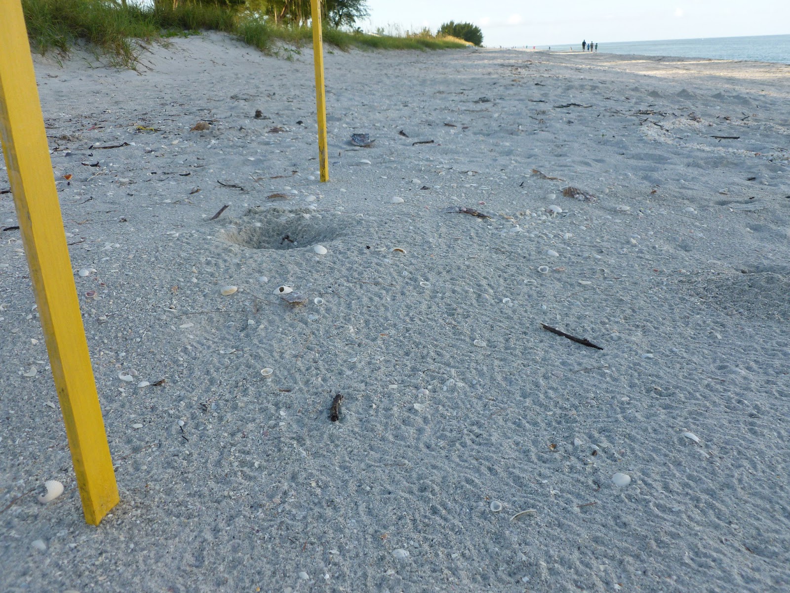 SCCF Sea Turtle Program: Hatch Season Begins on the Islands