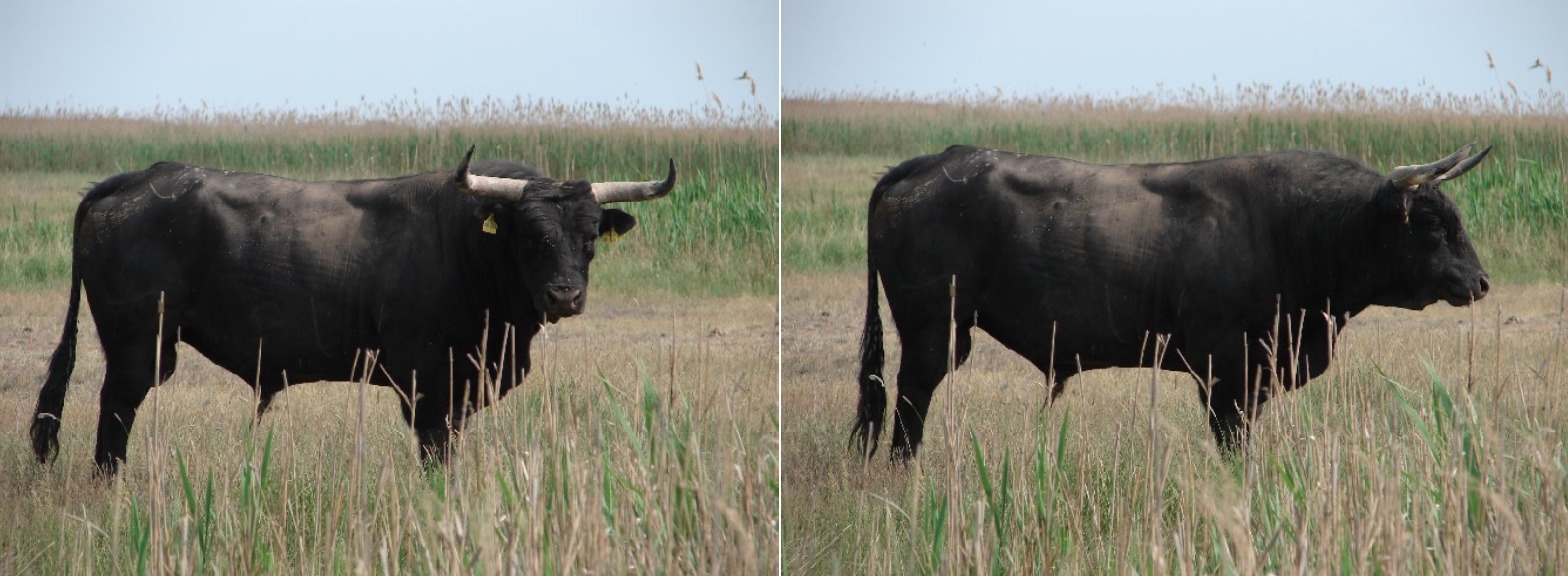 The Breeding-back Blog: November 2017