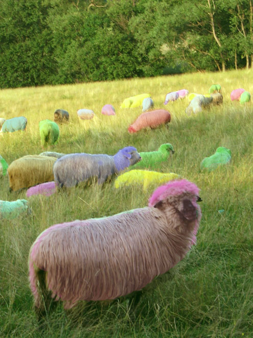 The Best Top Desktop HD Wallpapers: Colorful Sheep